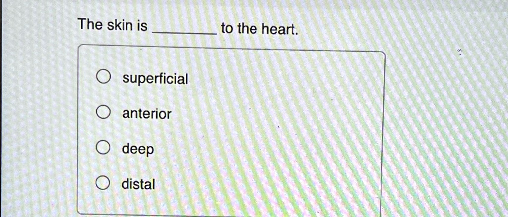 The skin is to the heart. superficial anterior deep distal The skin is ...