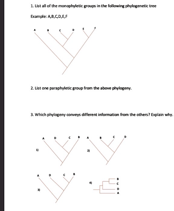 1 list all of the monophyletic groups in the following phylogenetic ...