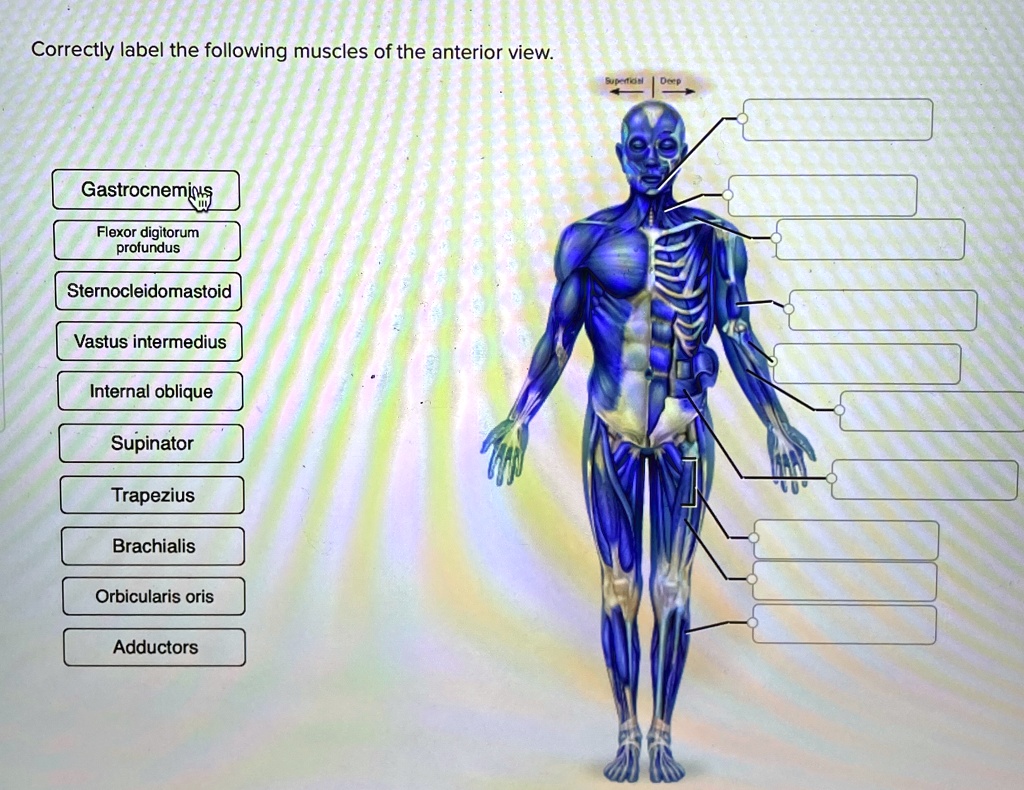 Correctly label the following muscles of the anterior view ...