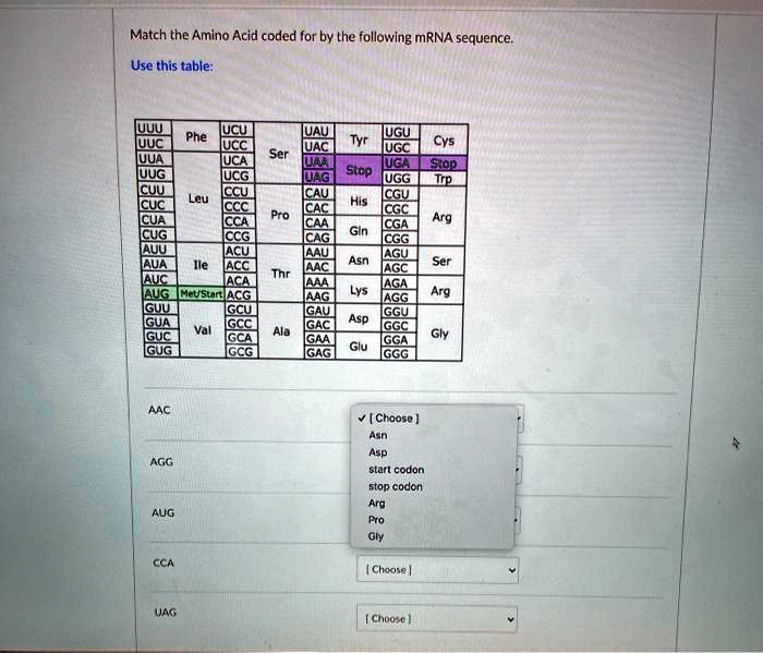 match the amino acid coded for by the following mrna sequence use this ...