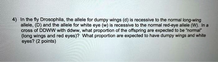 [GET ANSWER] in the fly drosophila the allele for dumpy wings d is ...