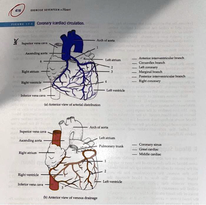 416 EXERCISE SEVENTEEN Heart FIGURE 17.5 Coronary (cardiac) circulation ...
