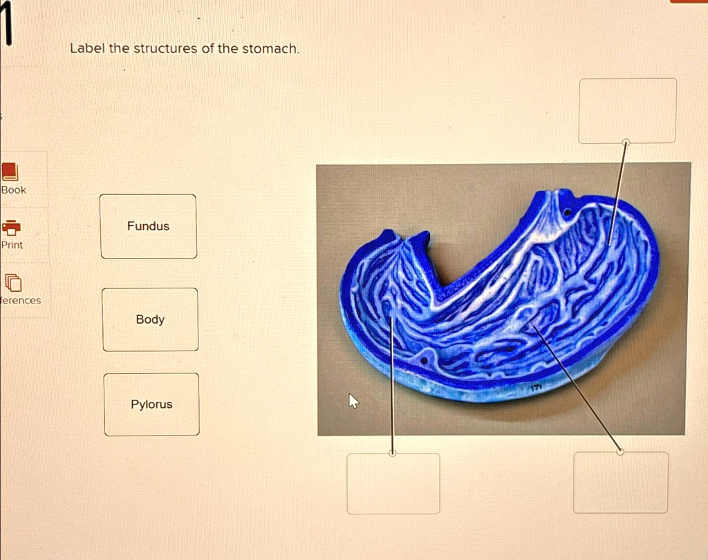 VIDEO solution: Label the structures of the stomach. Label the ...