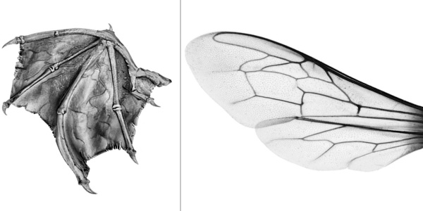 SOLVED: 'I NEED IT REALLY FAST!!!!!!!!!The images show the wings of a ...