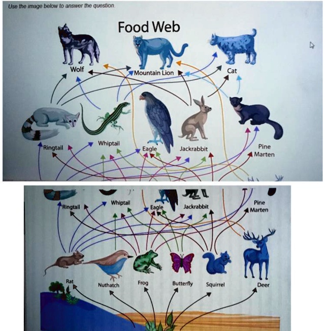 Use the image below to answer the question. Food Web Wolf Mountain Lion ...