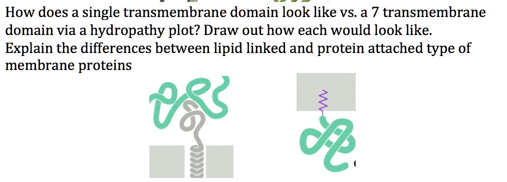 SOLVED: How does a single transmembrane domain look like VS. a 7 ...