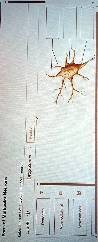 Parts of Multipolar Neurons Label the parts of a typical multipolar ...