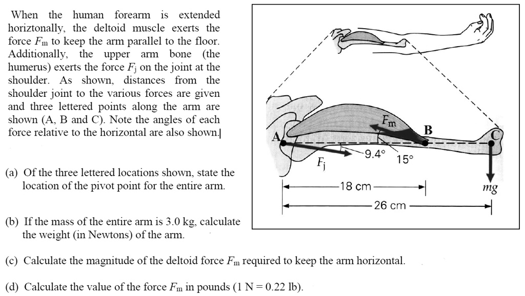 SOLVED: When the human forearm is extended horizontally, the deltoid ...