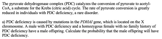 the pyruvate dehydrogenase complex pdc catalyzes the conversion of ...