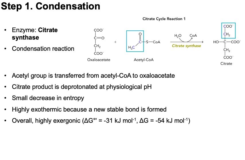 5a one step of the citrate cycle involves the formation of a tertiary ...