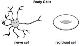 Body Cells nerve cell red blood cell