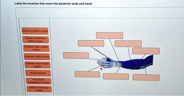 Solved Label The Blood Vessels Radialis Indicis Arter - vrogue.co Solved Label The Blood Vessels Radialis Indicis Arter - vrogue.co
