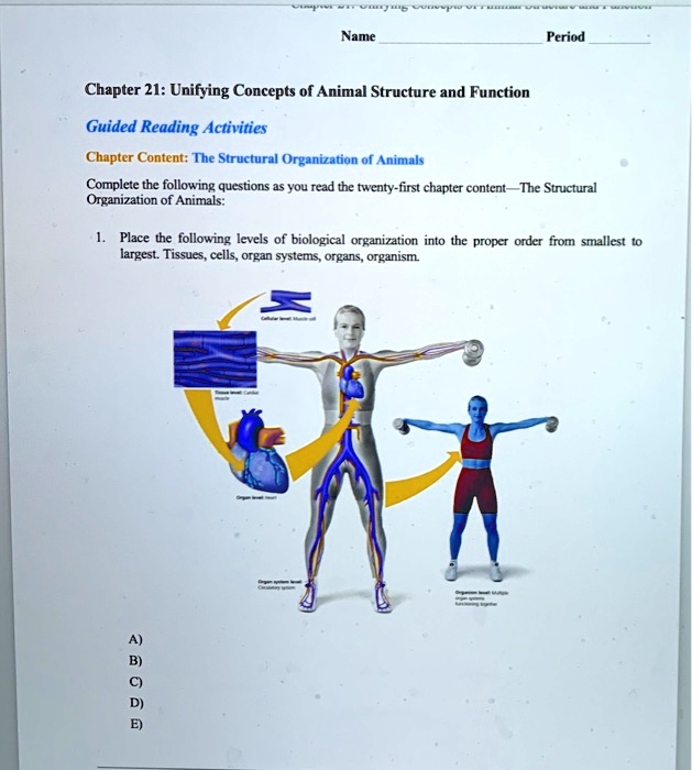 Name period chapter 21 unifying concepts of animal structure...