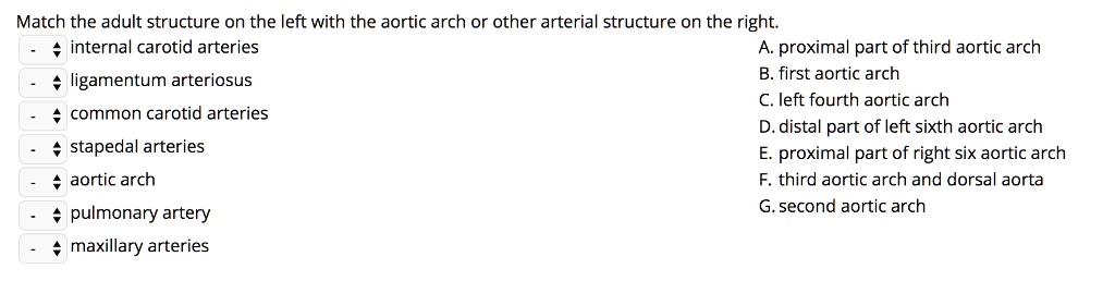 Match the adult structure on the left with the aortic arch or other ...