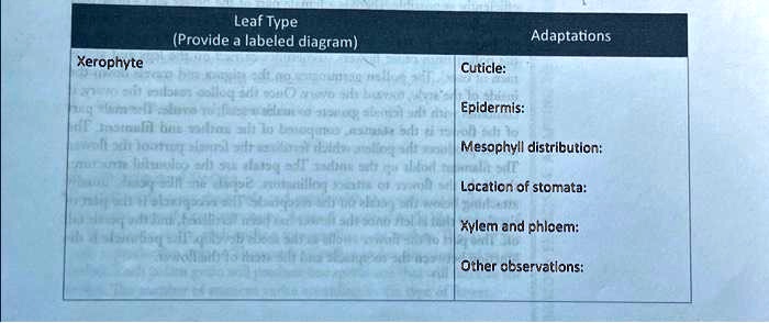 Xerophyte Leaf Type (Provide a labeled diagram) Adaptations Cuticle ...