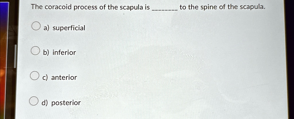 The coracoid process of the scapula is to the spine of the scapula. a ...