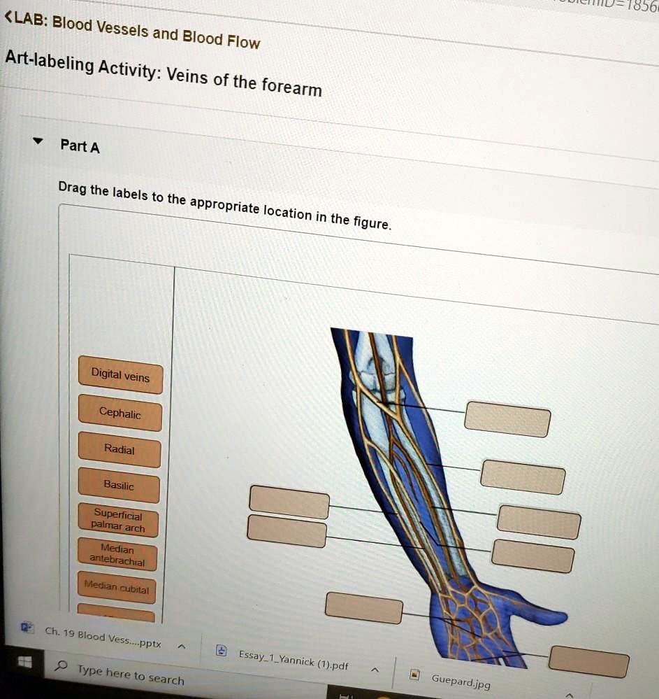SOLVED: S1e0-1856 KLAB:Blood Vessels and Blood Flow Art-labeling ...