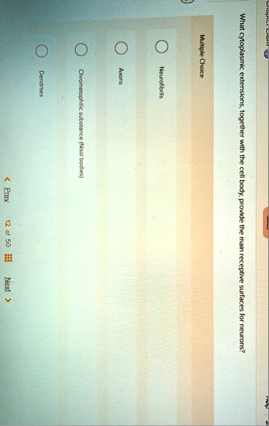 what cytoplasmic extensions together with the cell body provide the ...