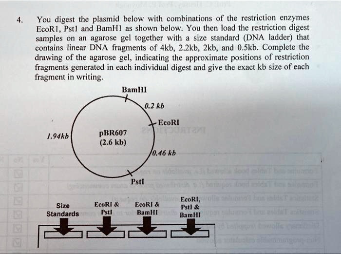 SOLVED: You digest the plasmid below with combinations of the ...