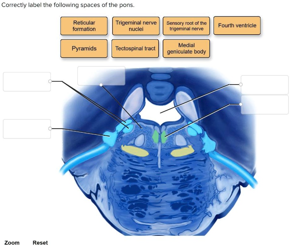 Correctly label the following spaces of the pons. Zoom Reset Reticular ...