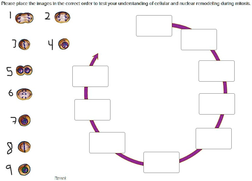 SOLVED: Please place the images in the correct order to test your ...