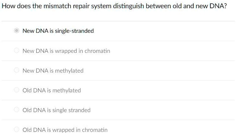 SOLVED: How does the mismatch repair system distinguish between old and ...