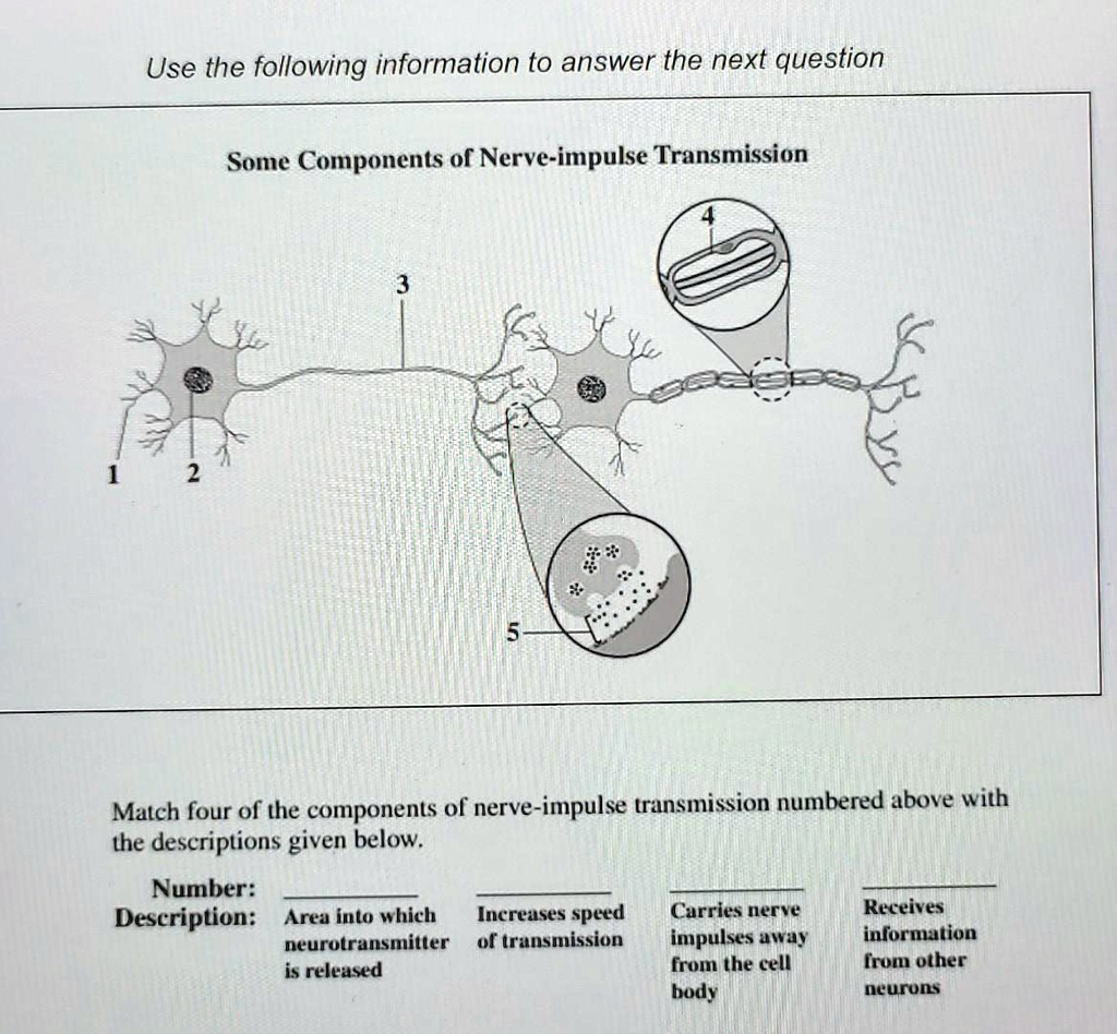 SOLVED: Some Components of Nerve-Impulse Transmission Match four of the components of nerve ...