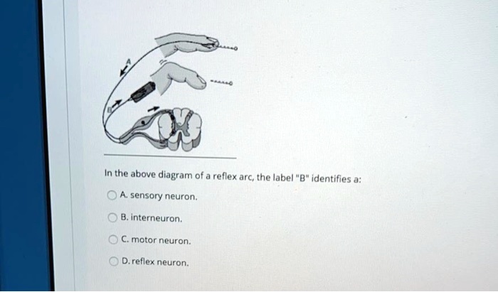 In the above diagram of reflex arc; the label "B" identifies a: sensory ...