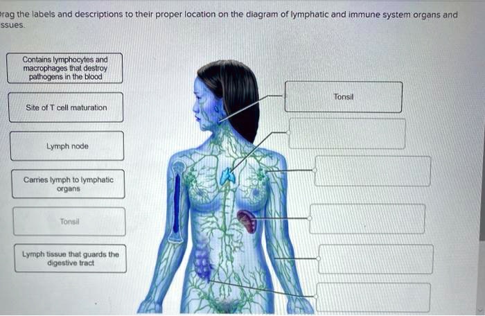 SOLVED: Drag the labels and descriptions to their proper location on the diagram of lymphatic ...