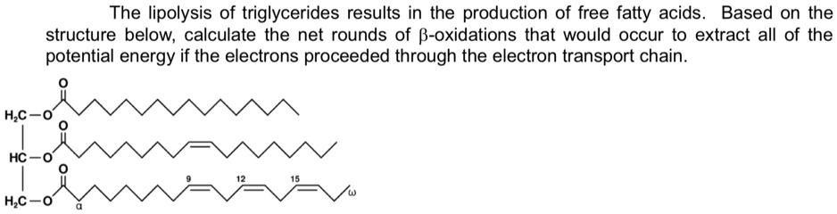 The lipolysis of triglycerides results in the production of free fatty ...