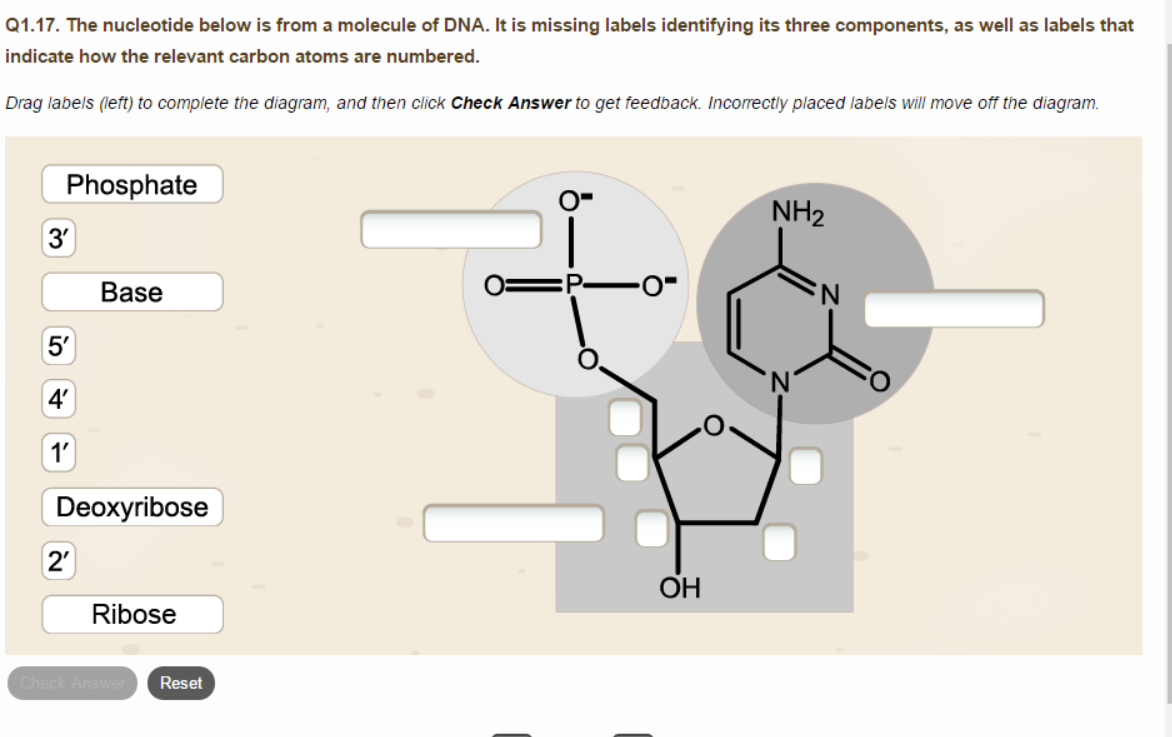 Q1.17. The nucleotide below is from a molecule of DNA. It is missing labels identifying its ...