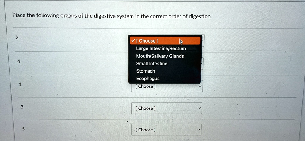 place the following organs of the digestive system in the correct order of digestion 2 4 choose ...