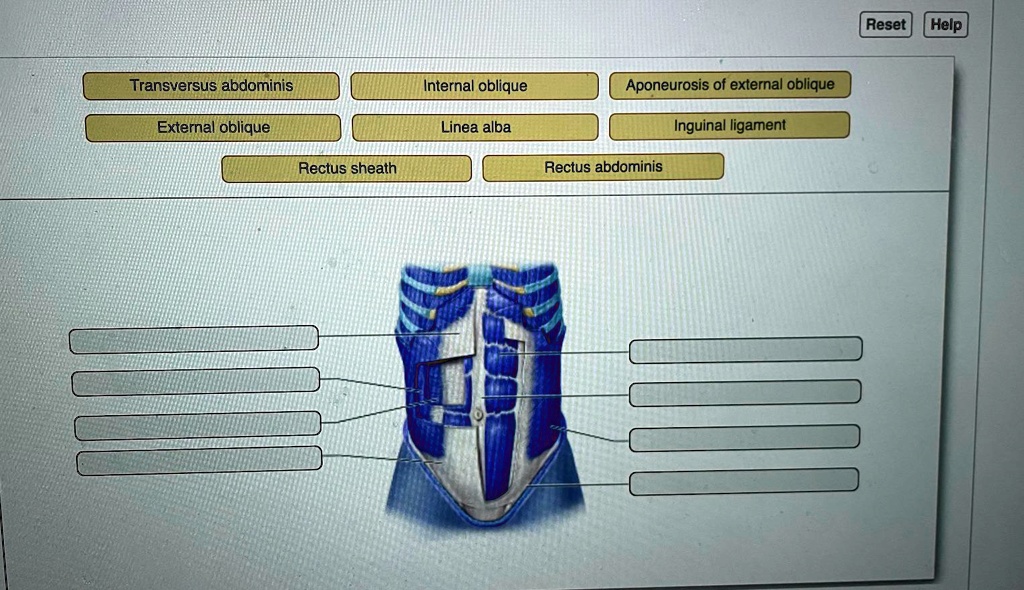 SOLVED: Art-Labeling Activity: Muscles of the Abdomen Transversus ... SOLVED: Art-Labeling Activity: Muscles of the Abdomen Transversus ...