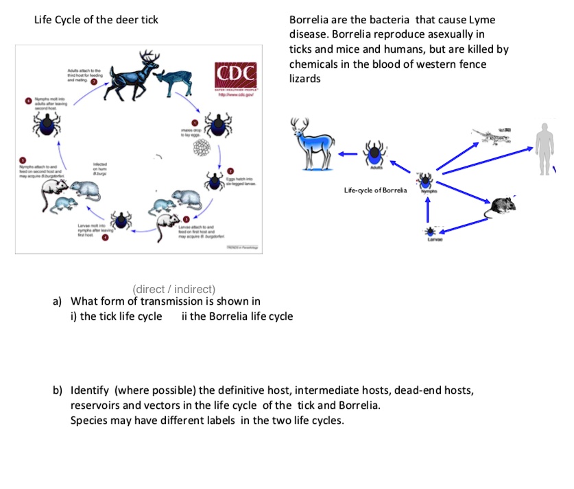 SOLVED: Life Cycle of the deer tick Borrelia are the bacteria that ...