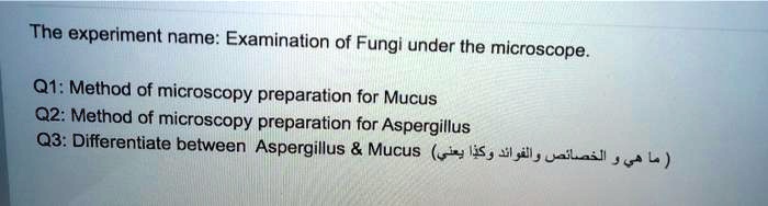 The experiment name: Examination of Fungi under the microscope. Q1 ...