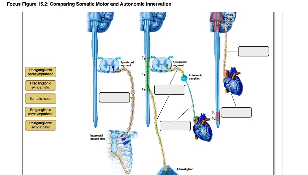 SOLVED: Text: Drag and drop the types of neurons on the left to their ...