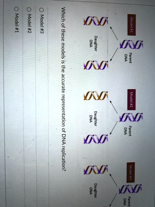 SOLVED: Which 5 these models 3 accurate representation of DNA ...