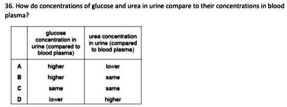 36 how do concentrations of glucose and urea in urine compare to their ...
