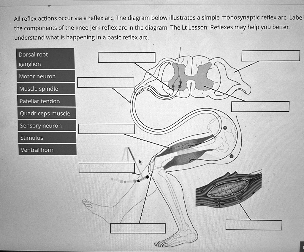 All reflex actions occur via a reflex arc. The diagram below ...