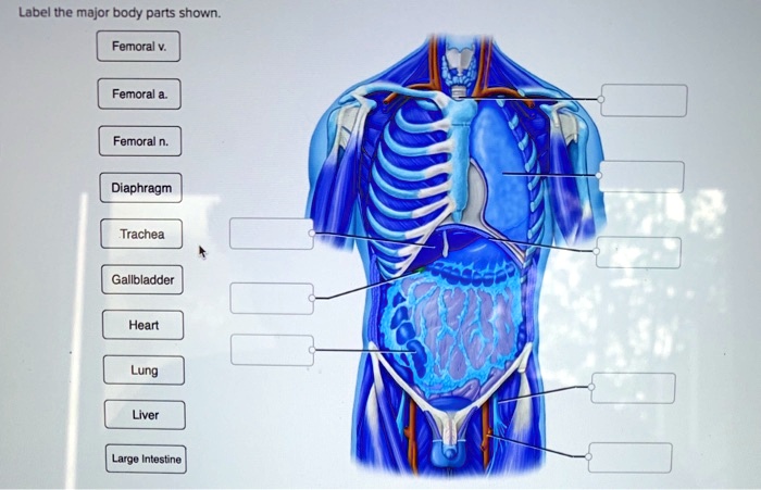 Label the major body parts shown. Femoral v. Femoral a. Femoral n ...