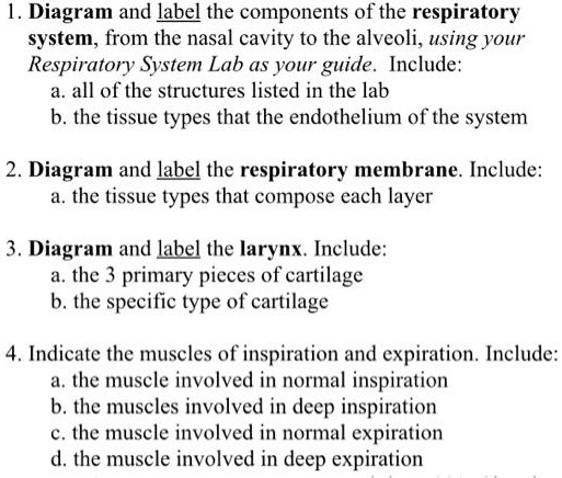 1. Diagram and label the components of the respiratory system, from the ...
