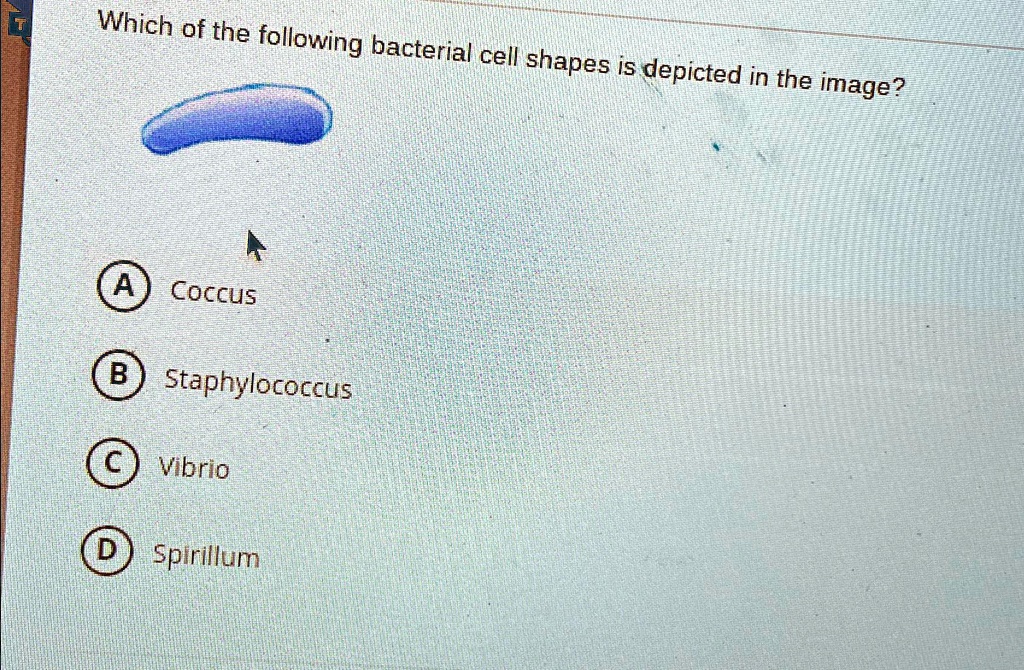 Which of the following bacterial cell shapes is depicted in the image ...