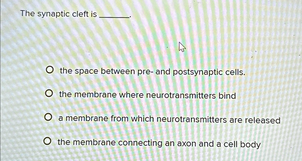 SOLVED: The synaptic cleft is the space between pre- and postsynaptic ...