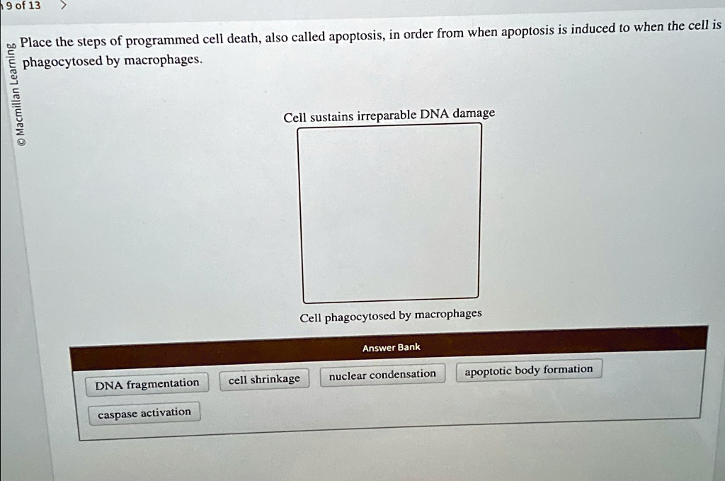 19 of 13 place the steps of programmed cell death also called apoptosis in order from when ...