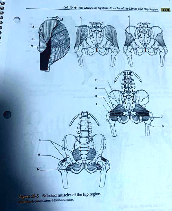 Lab 10 * The Muscular System: Muscles of the Limbs and Hip Region 113 ...