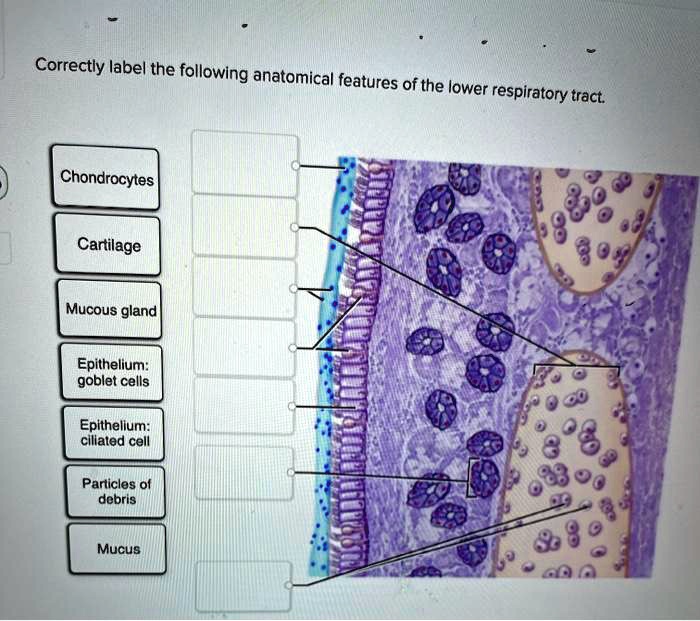 SOLVED: Correctly label the following anatomical features of the lower respiratory tract ...