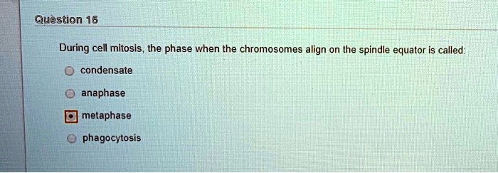 SOLVED: Question 15 During cell mitosis the phase when the chromosomes ...