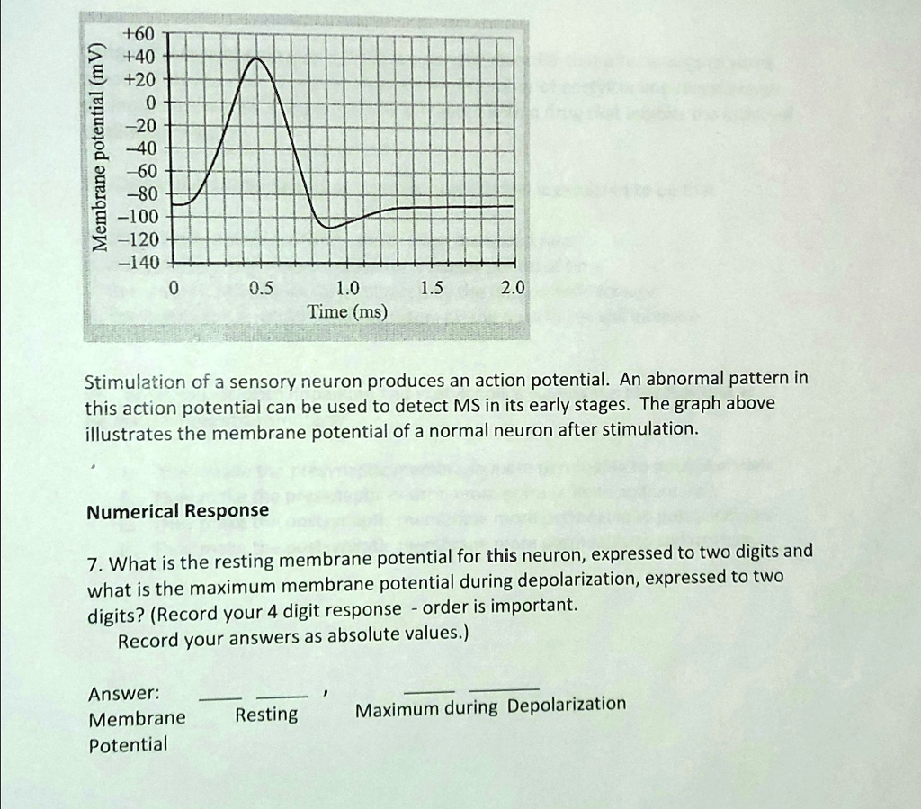 Stimulation of a sensory neuron produces an action potential. An ...