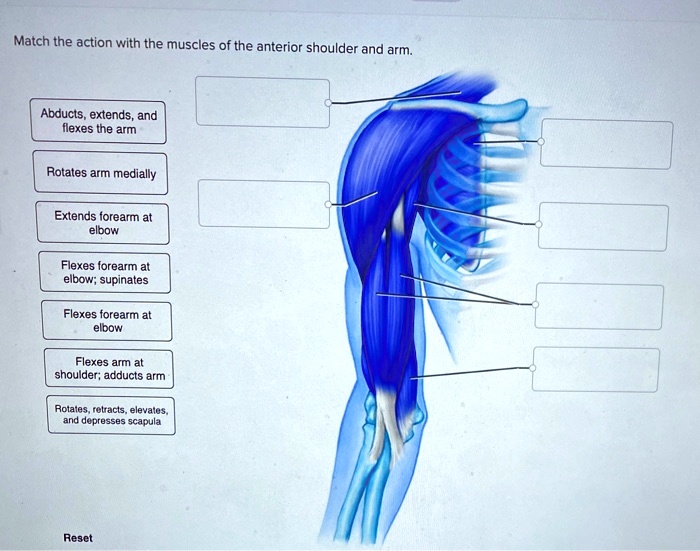 SOLVED: Match the action with the muscles of the anterior shoulder and ...