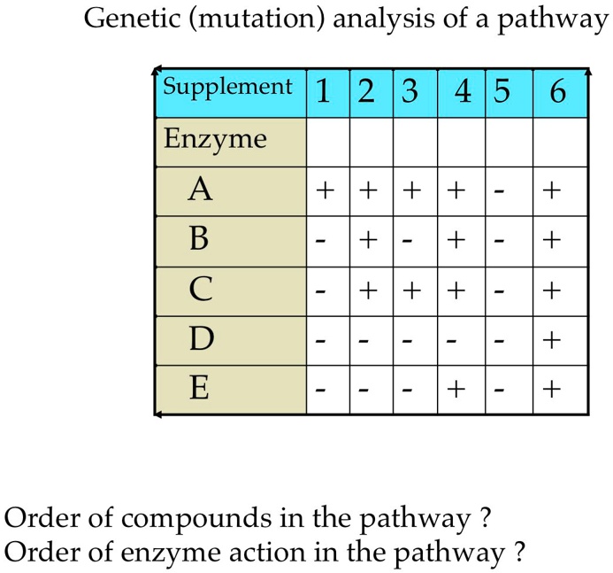 Solved Genetic Mutation Analysis Of A Pathway Supplement 1 2 3 4 5 6
